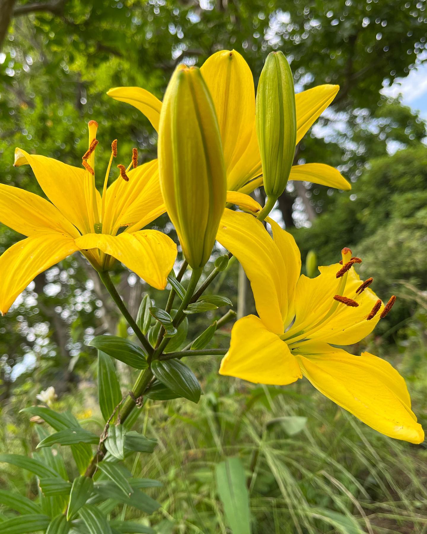20 Pretty Flowers: A Guide to Growing and Enjoying Delightful Blooms ...