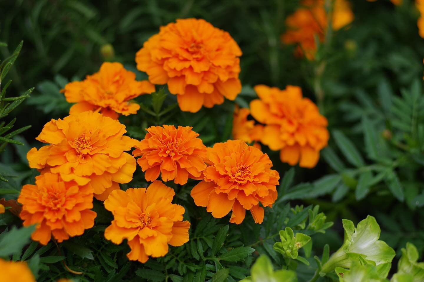 20 Pretty Flowers: A Guide to Growing and Enjoying Delightful Blooms ...