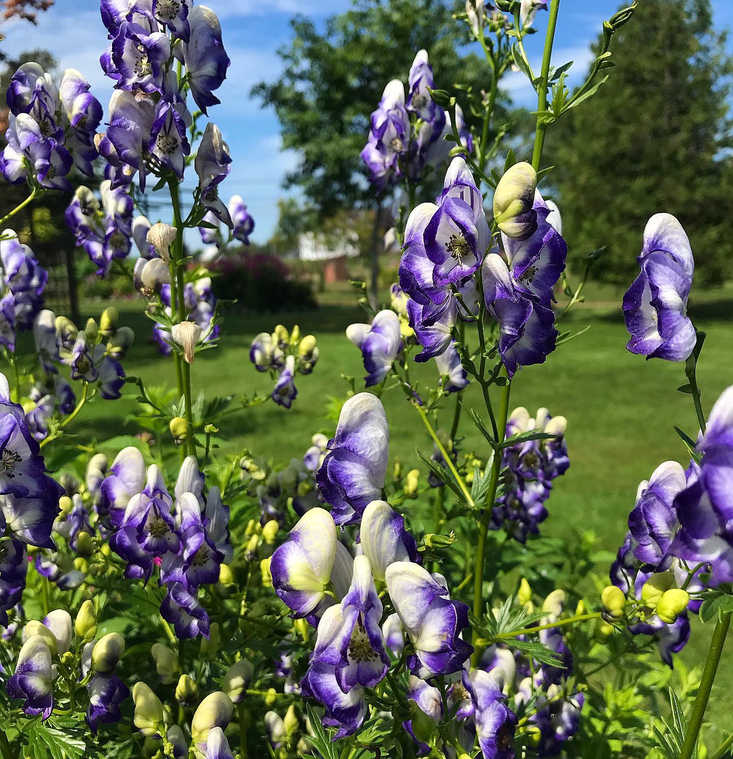 These 50 Perennials Will Make Your Cut Flowers Unforgettable - Planted ...