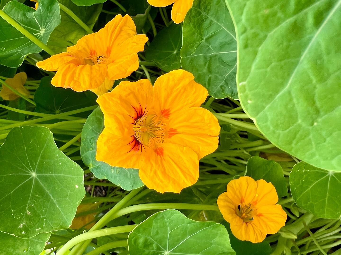 Discover the 50 Most Stunning Flowers for Container Gardens! - Planted ...