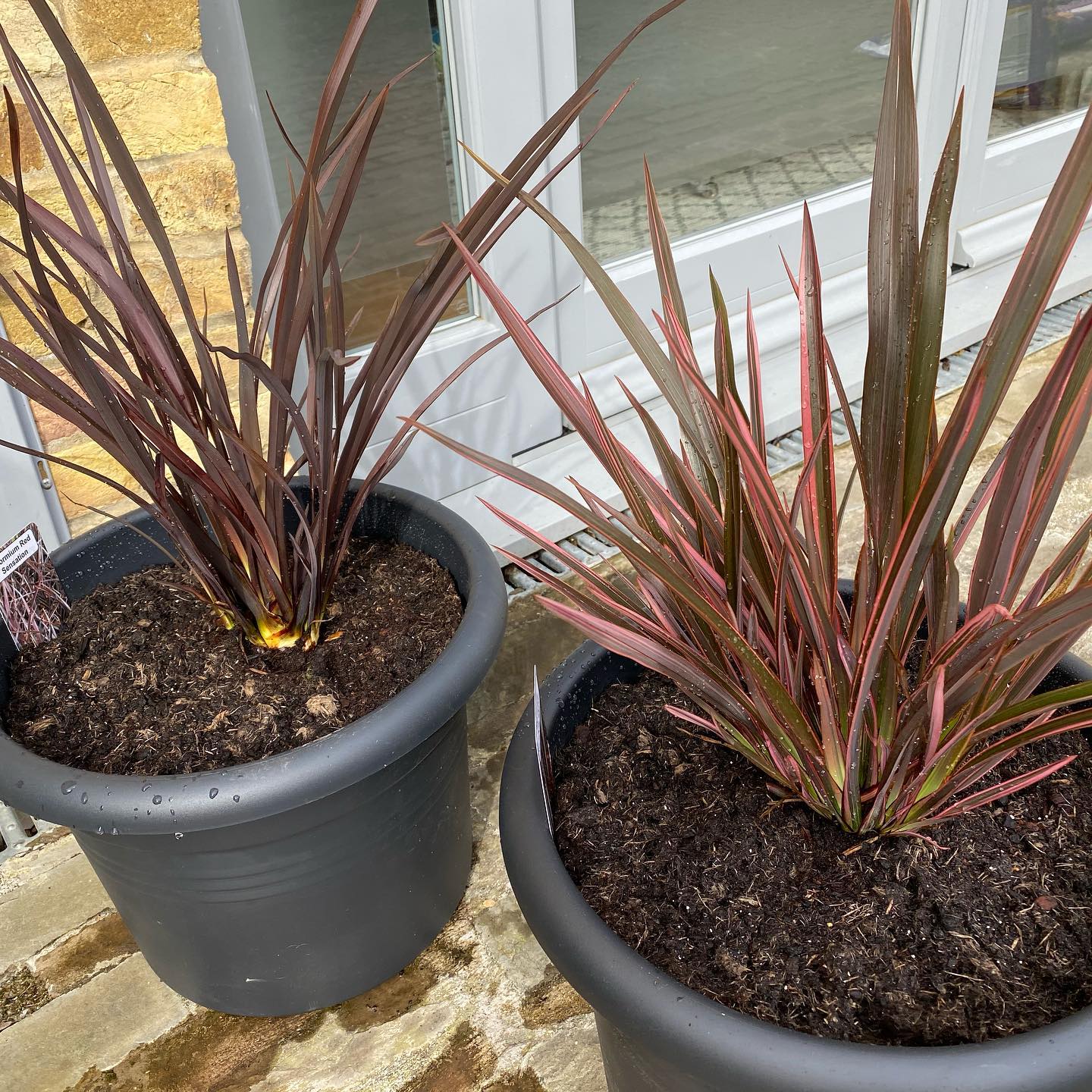 50 Must-See Plants for Creating a Lush Coastal Garden - Planted Shack