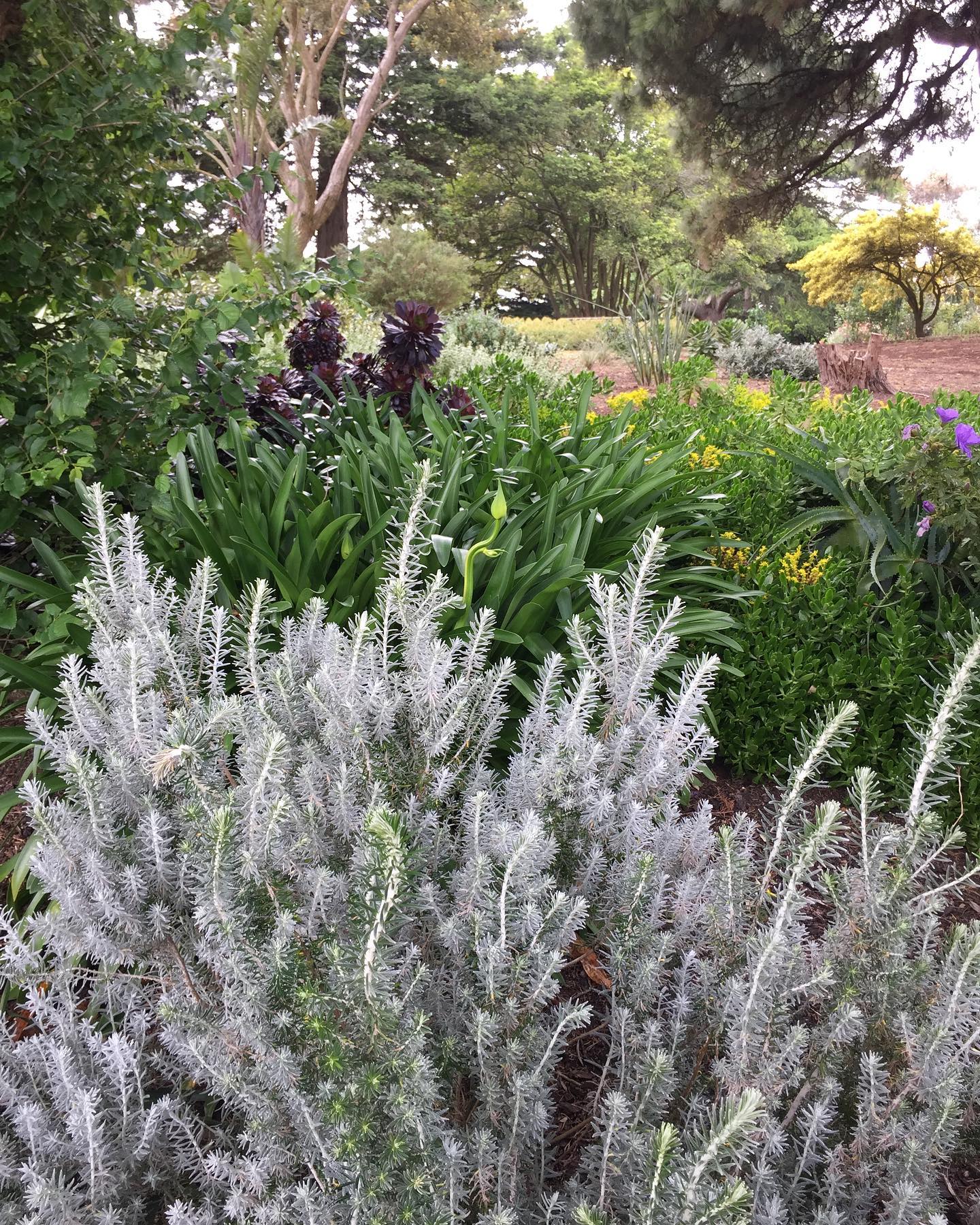 50 Must-See Plants for Creating a Lush Coastal Garden - Planted Shack