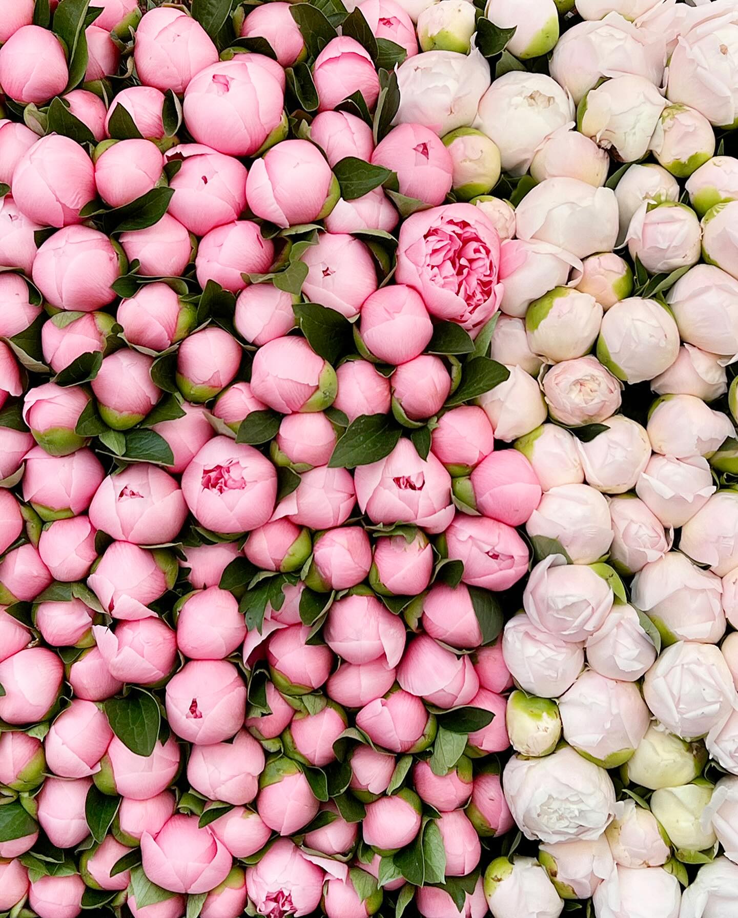 20 Pretty Flowers: A Guide to Growing and Enjoying Delightful Blooms ...