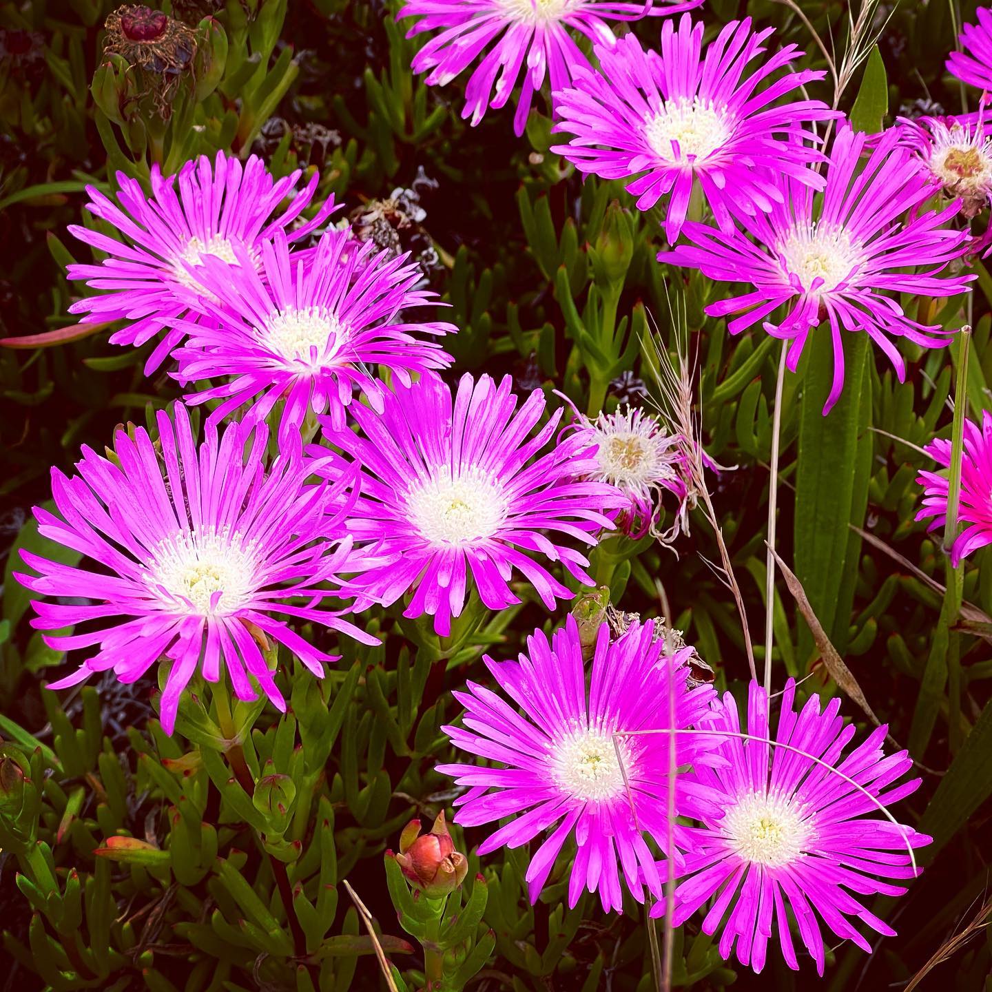 50 Must-See Plants for Creating a Lush Coastal Garden - Planted Shack