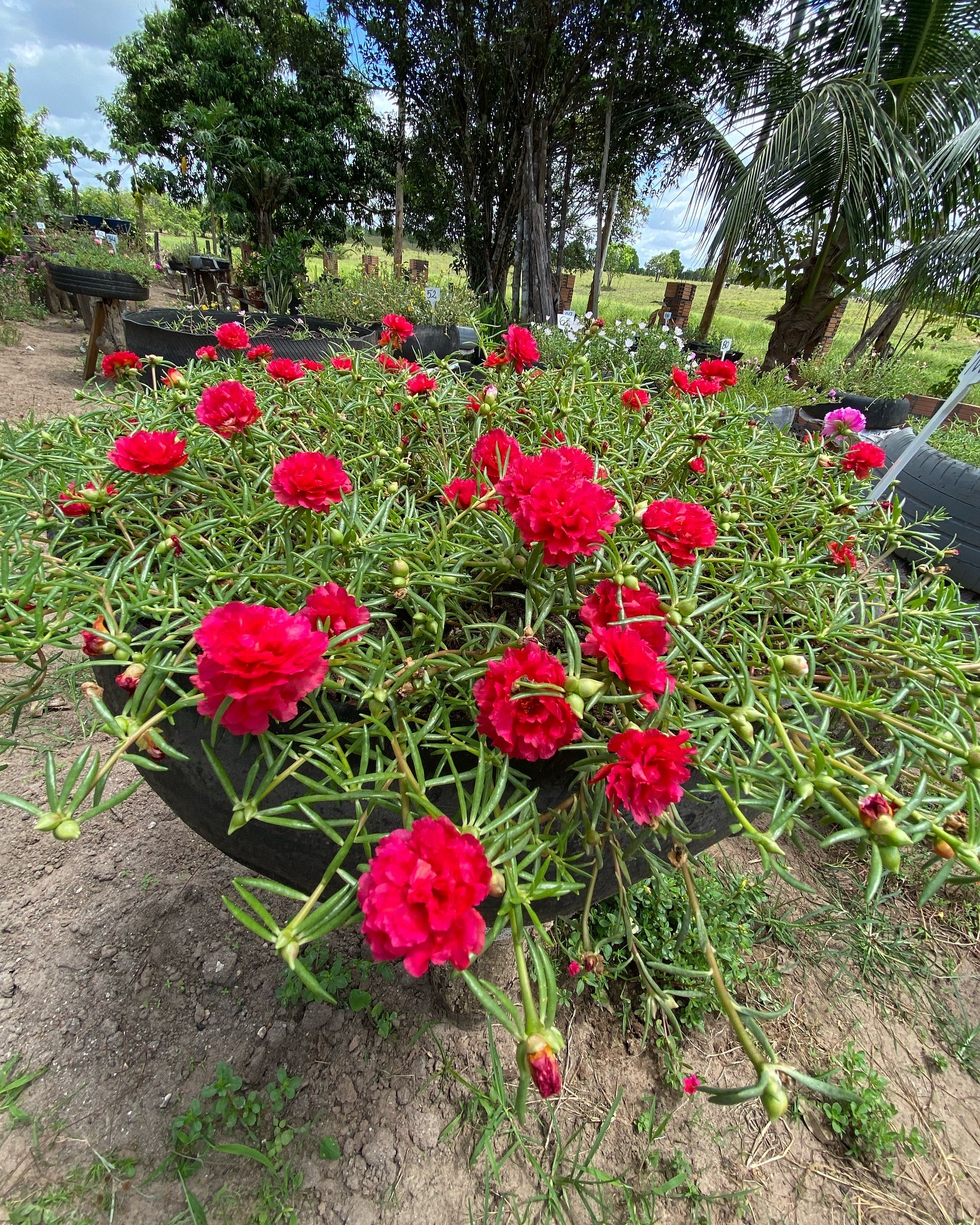 Discover the 50 Most Stunning Flowers for Container Gardens! - Planted ...