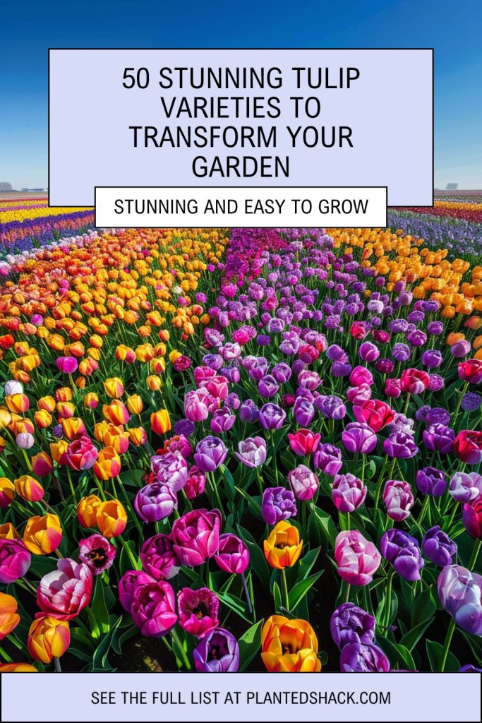 50 Stunning Tulip Varieties to Transform Your Garden - Planted Shack
