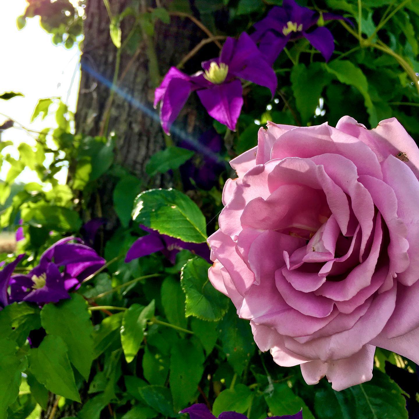 50 Breathtaking Rose Varieties That Will Transform Your Garden ...