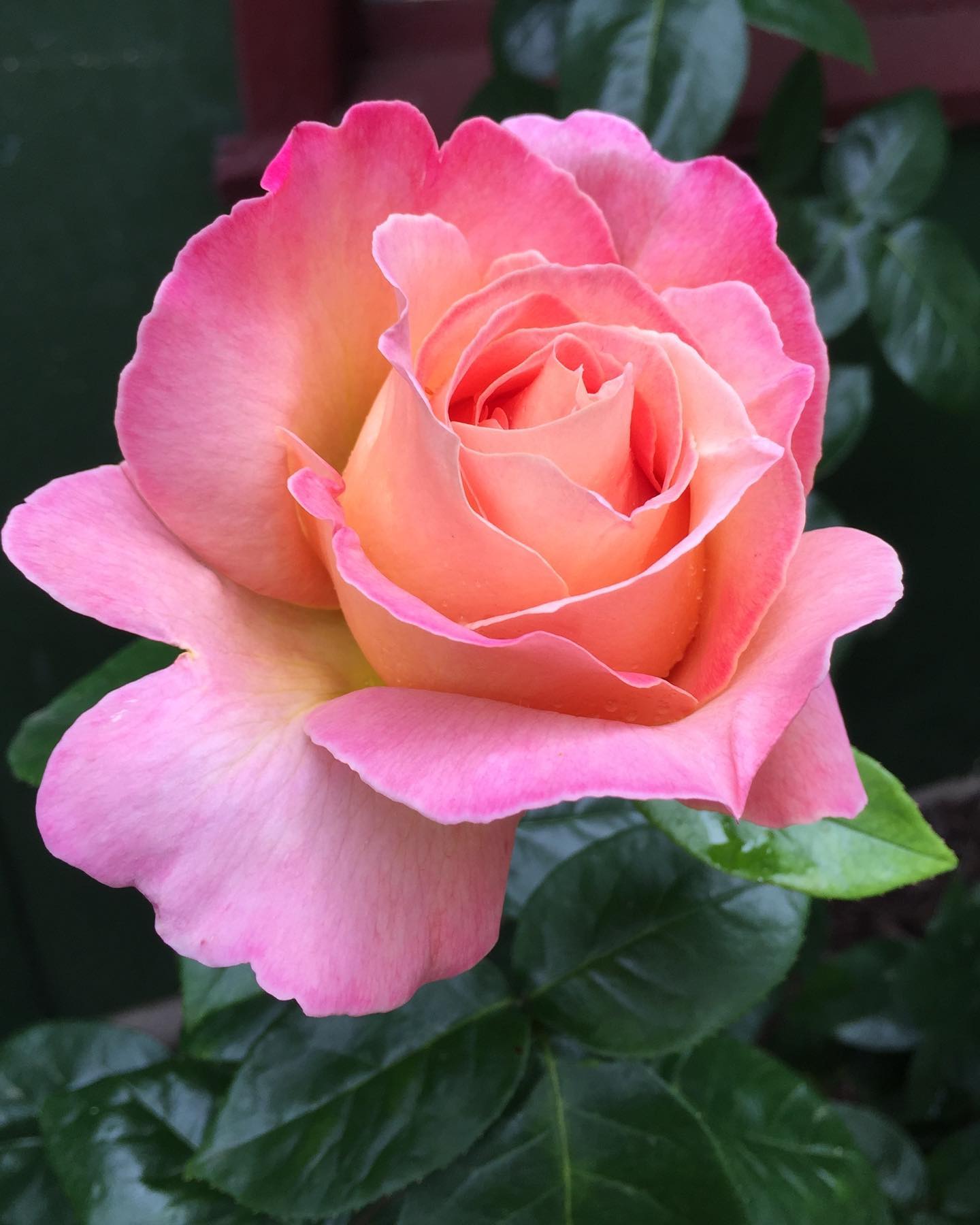 50 Breathtaking Rose Varieties That Will Transform Your Garden ...
