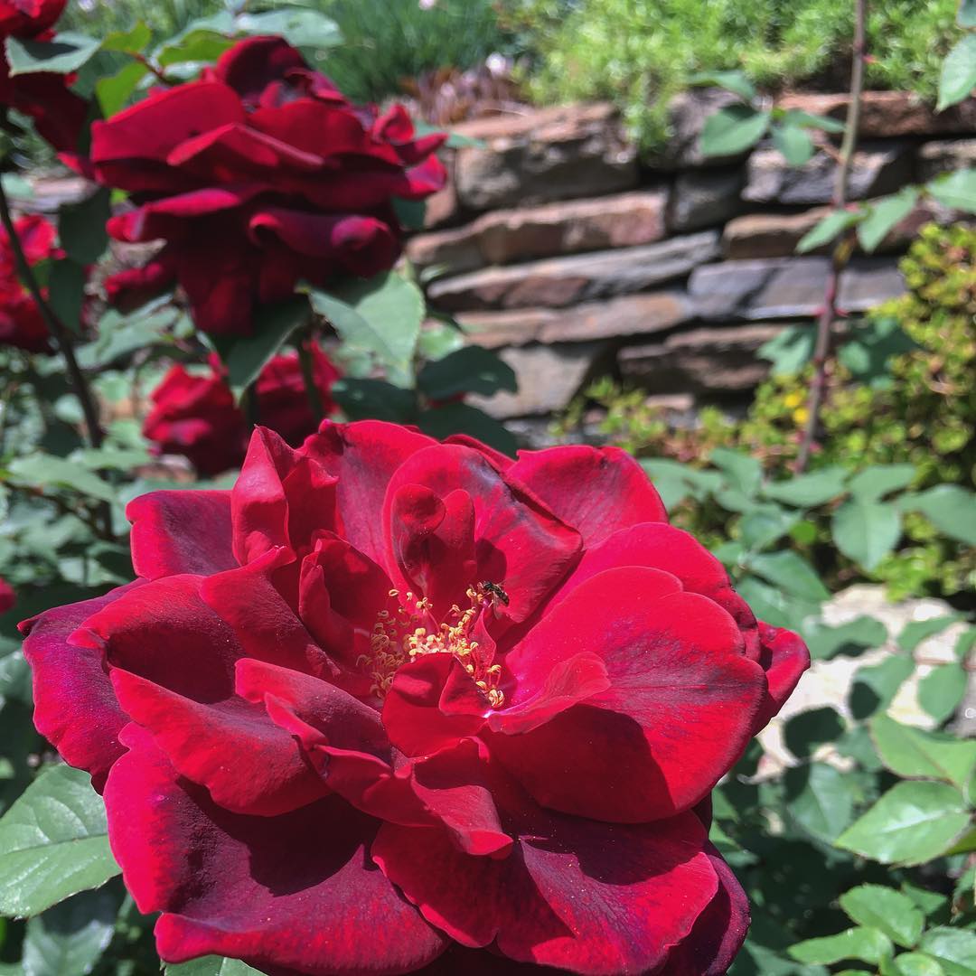 50 Breathtaking Rose Varieties That Will Transform Your Garden ...