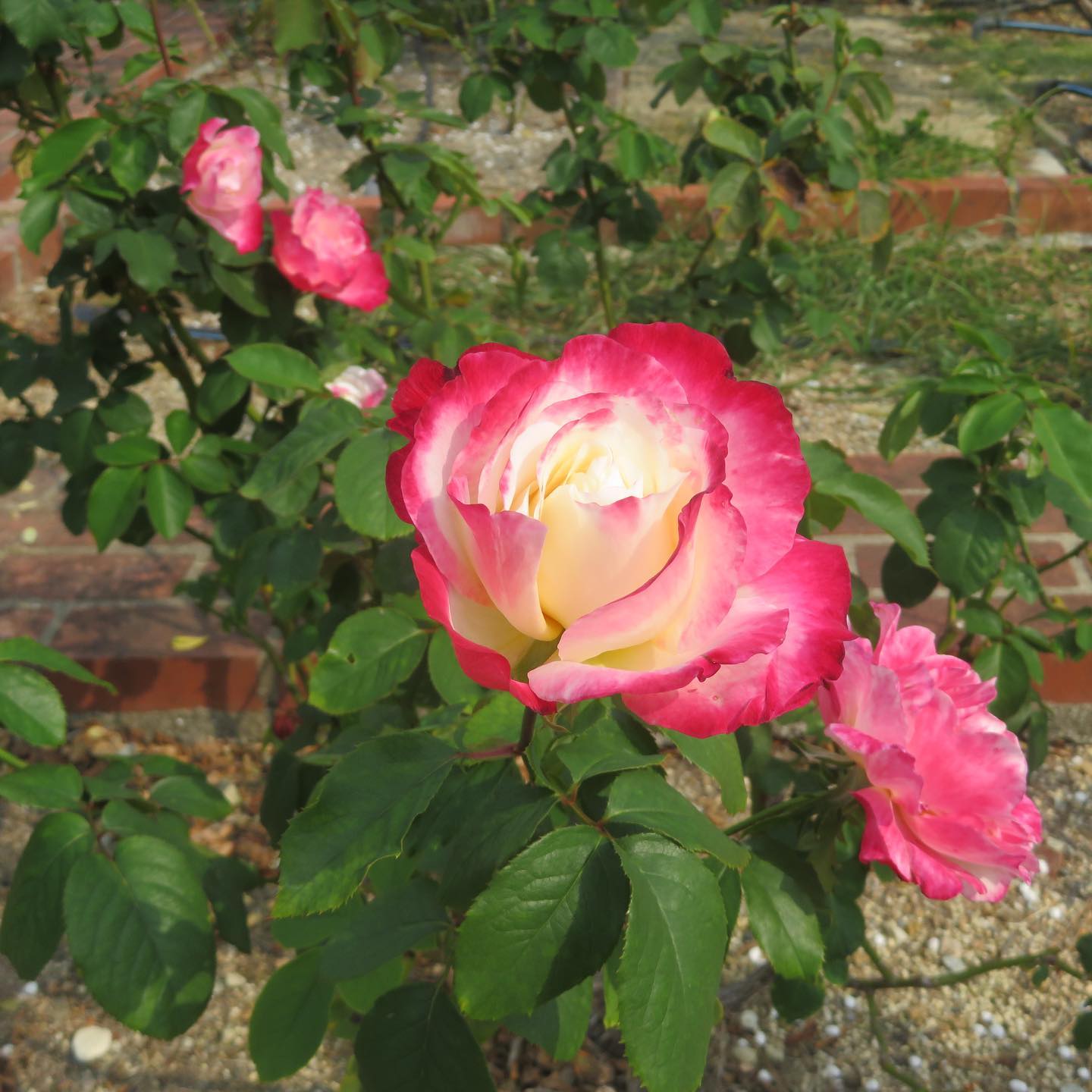 50 Breathtaking Rose Varieties That Will Transform Your Garden ...