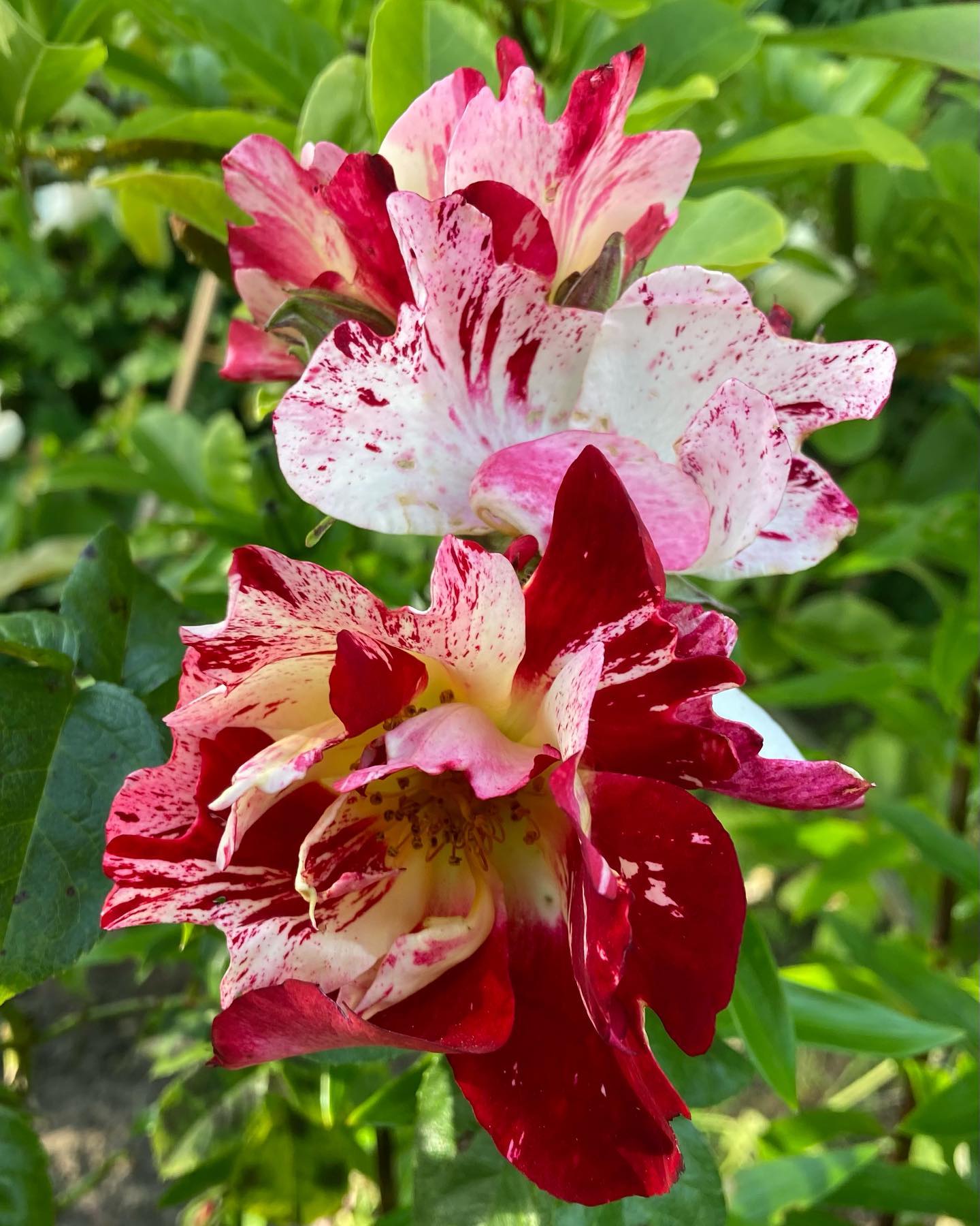 50 Breathtaking Rose Varieties That Will Transform Your Garden ...