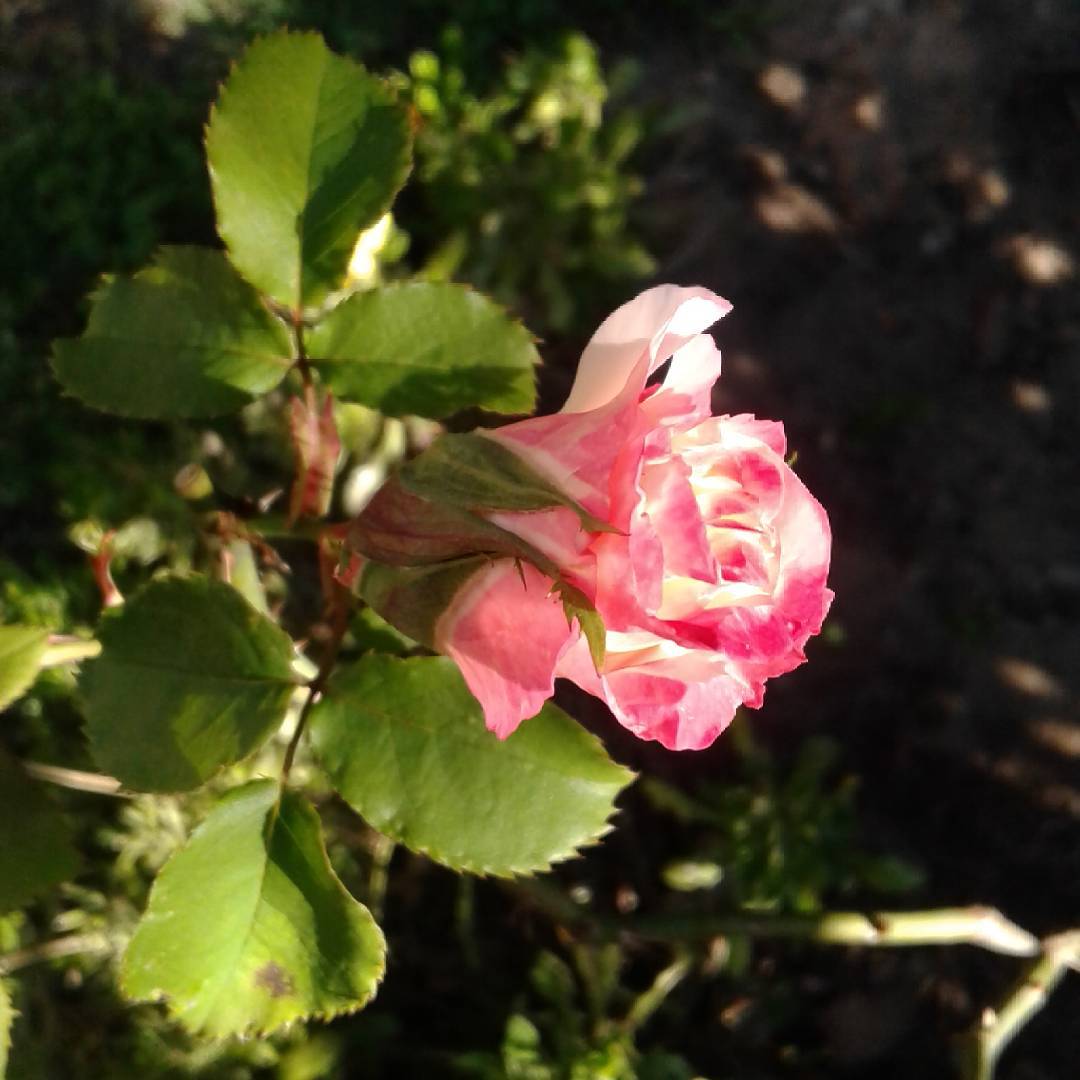 50 Breathtaking Rose Varieties That Will Transform Your Garden ...