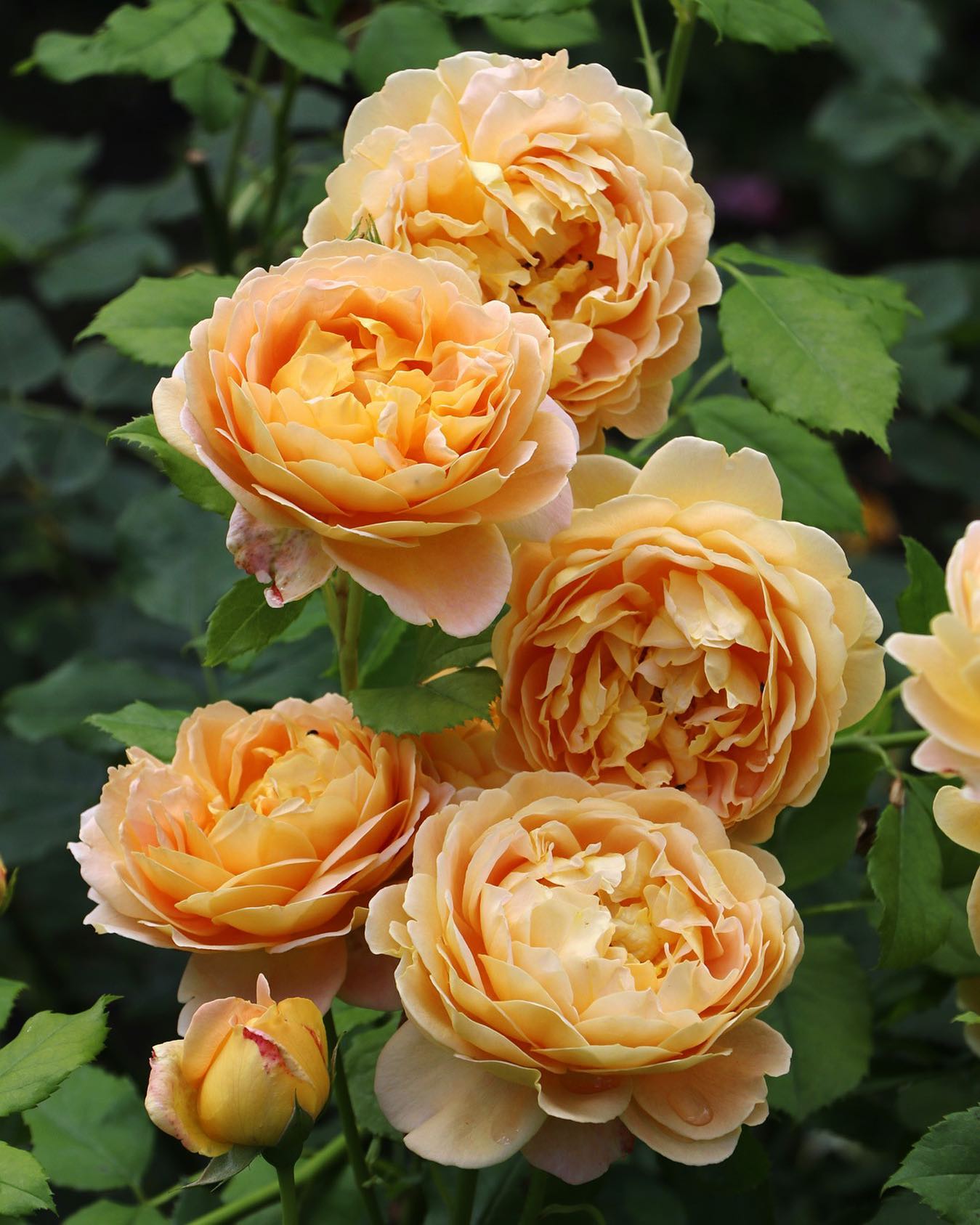 50 Breathtaking Rose Varieties That Will Transform Your Garden ...