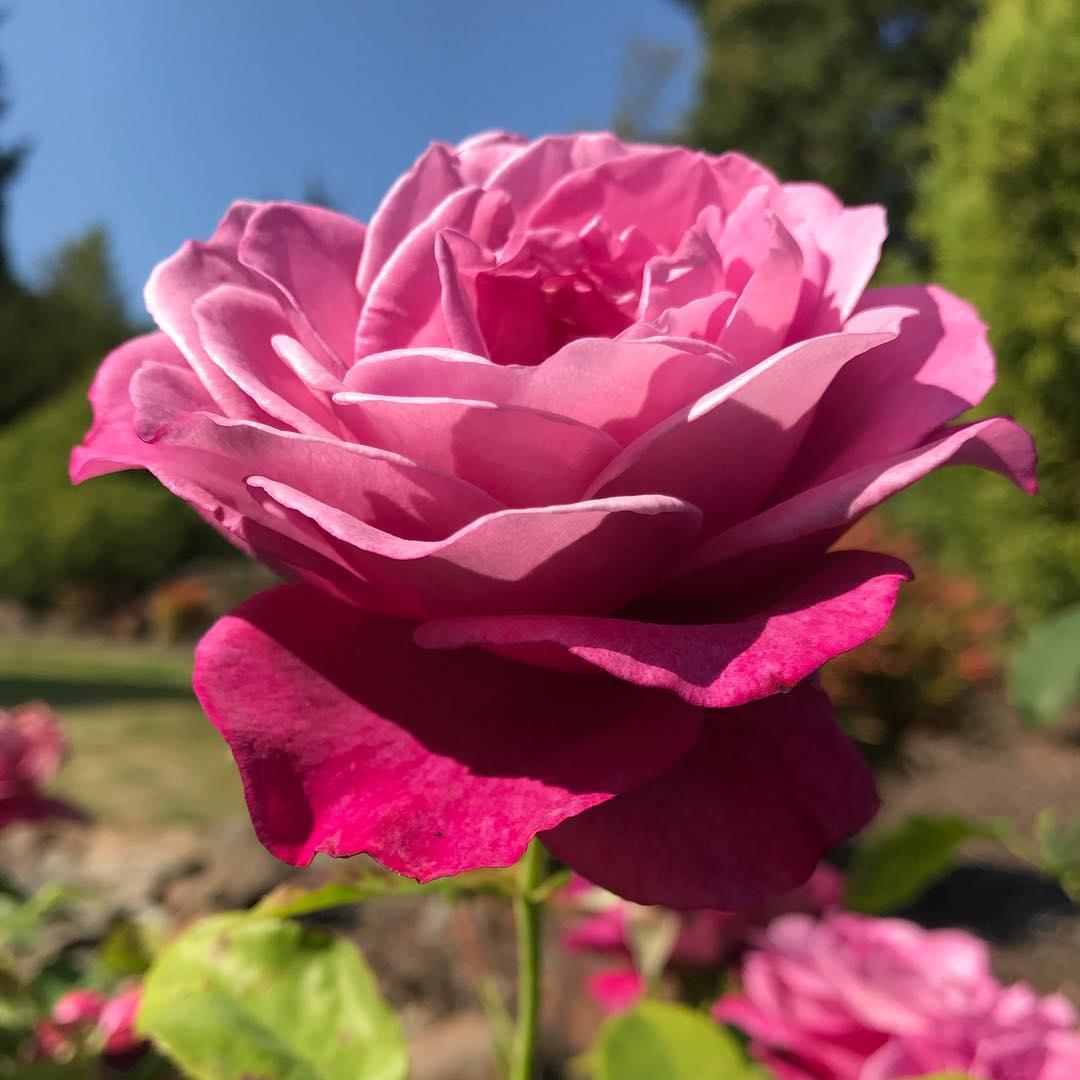 50 Breathtaking Rose Varieties That Will Transform Your Garden ...