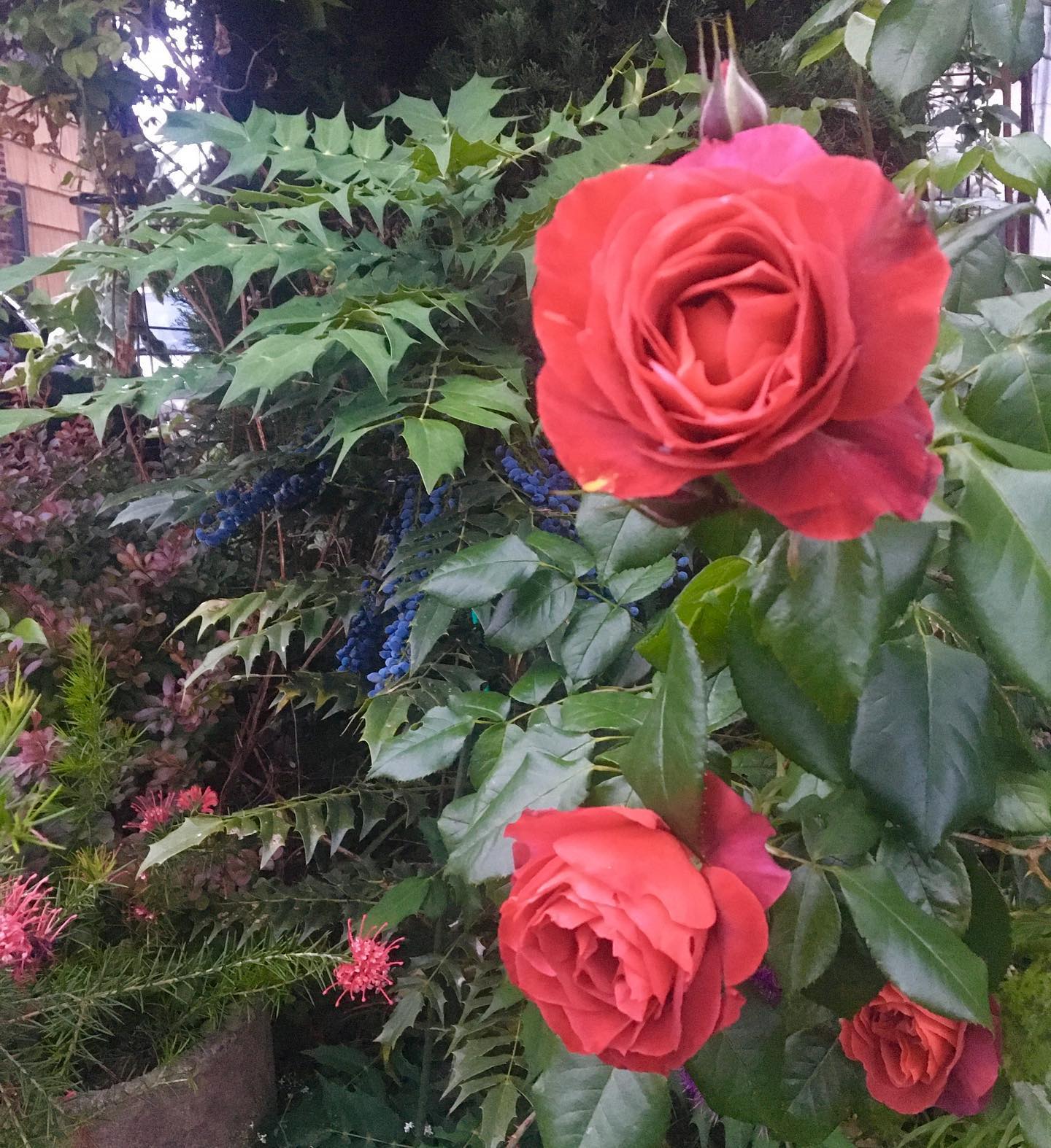 50 Breathtaking Rose Varieties That Will Transform Your Garden ...