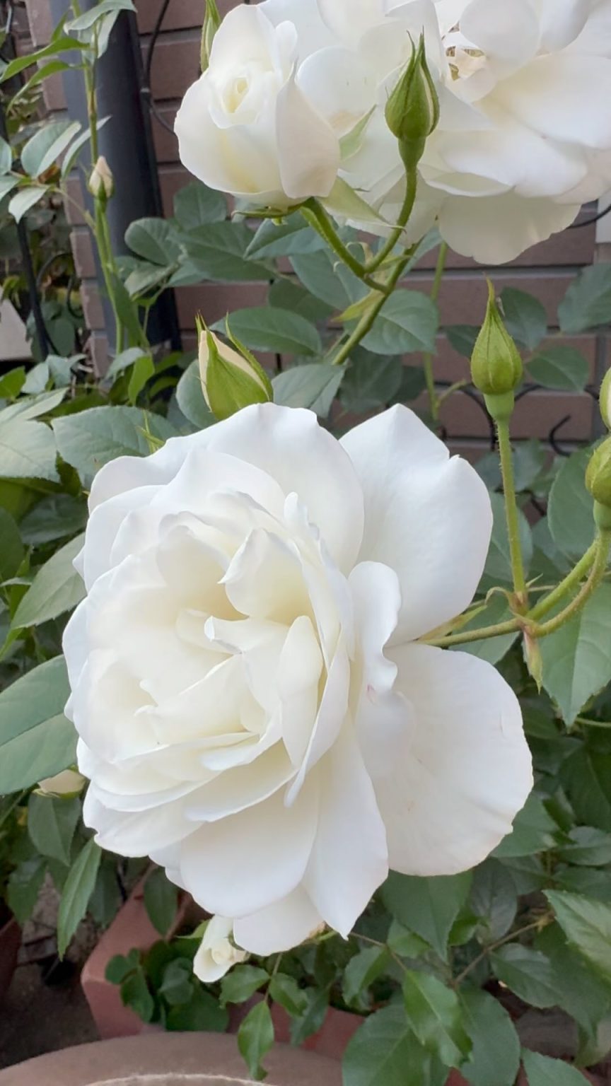 50 Breathtaking Rose Varieties That Will Transform Your Garden ...