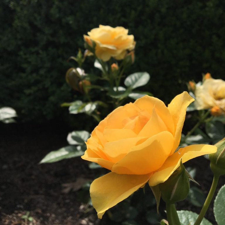 50 Breathtaking Rose Varieties That Will Transform Your Garden ...