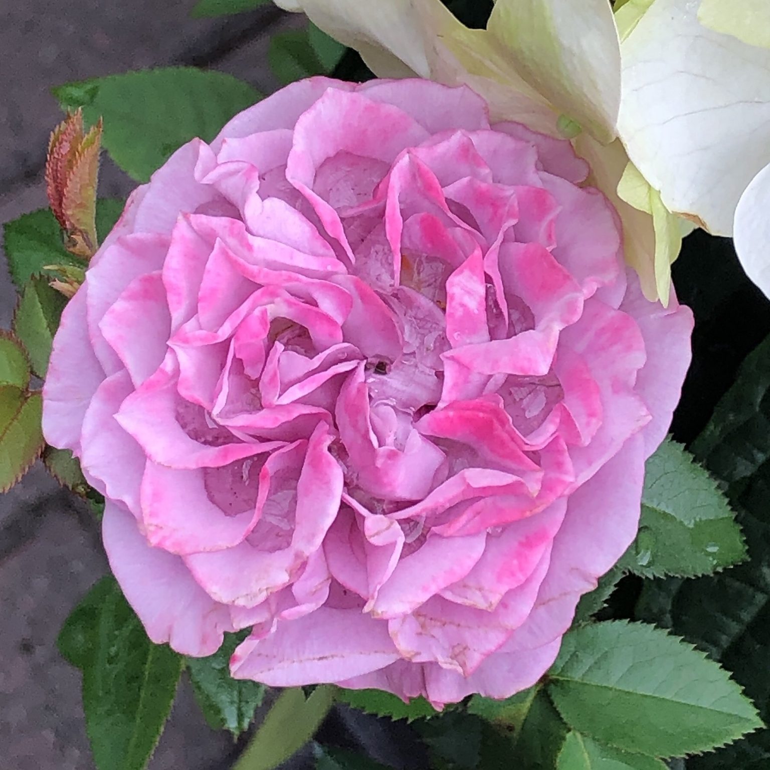 50 Breathtaking Rose Varieties That Will Transform Your Garden ...