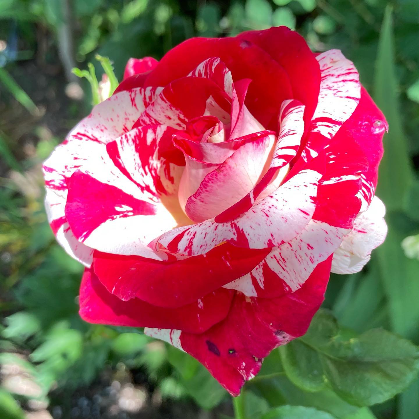 50 Breathtaking Rose Varieties That Will Transform Your Garden ...