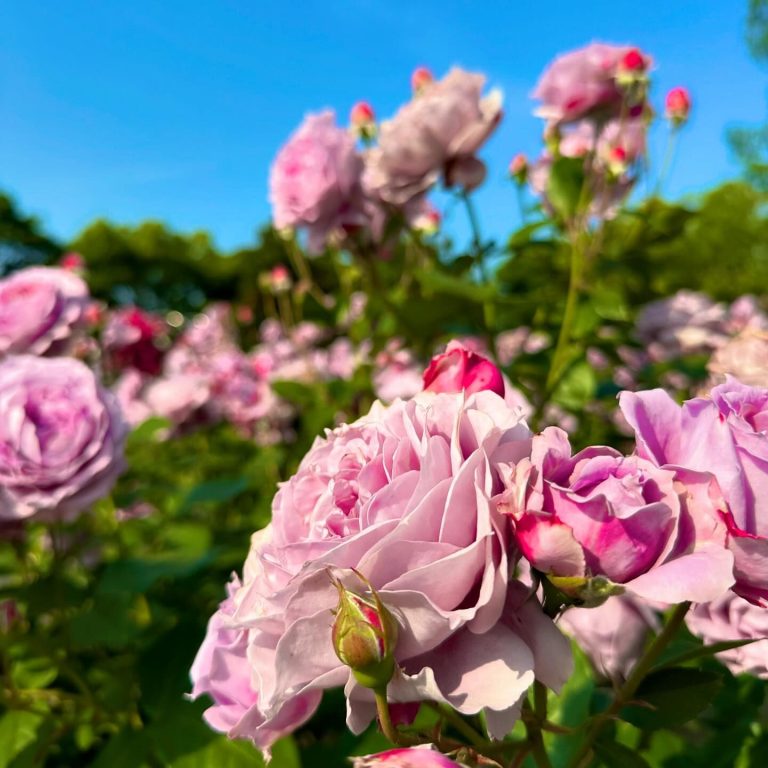 20 Pretty Flowers: A Guide to Growing and Enjoying Delightful Blooms ...