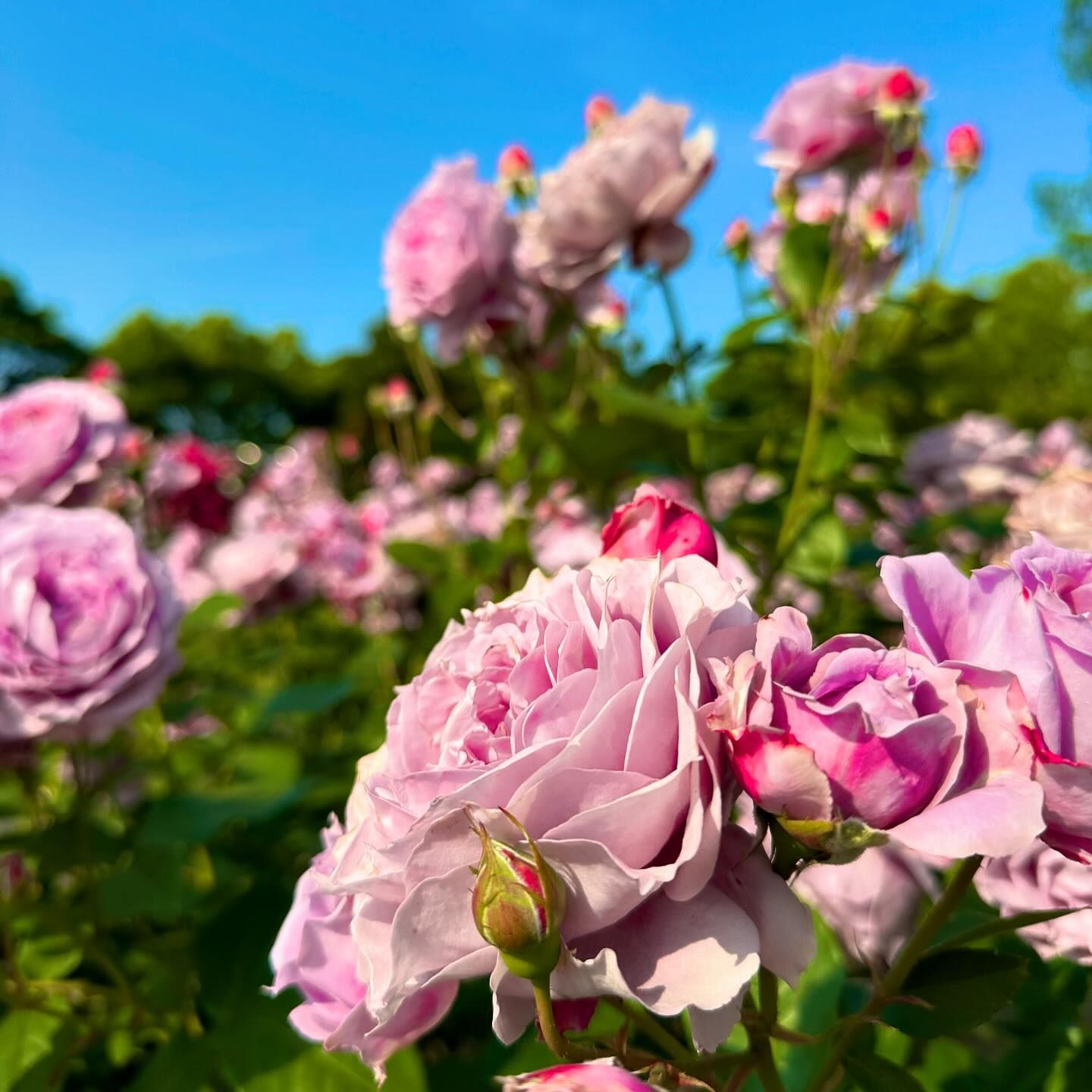 20 Pretty Flowers: A Guide to Growing and Enjoying Delightful Blooms ...