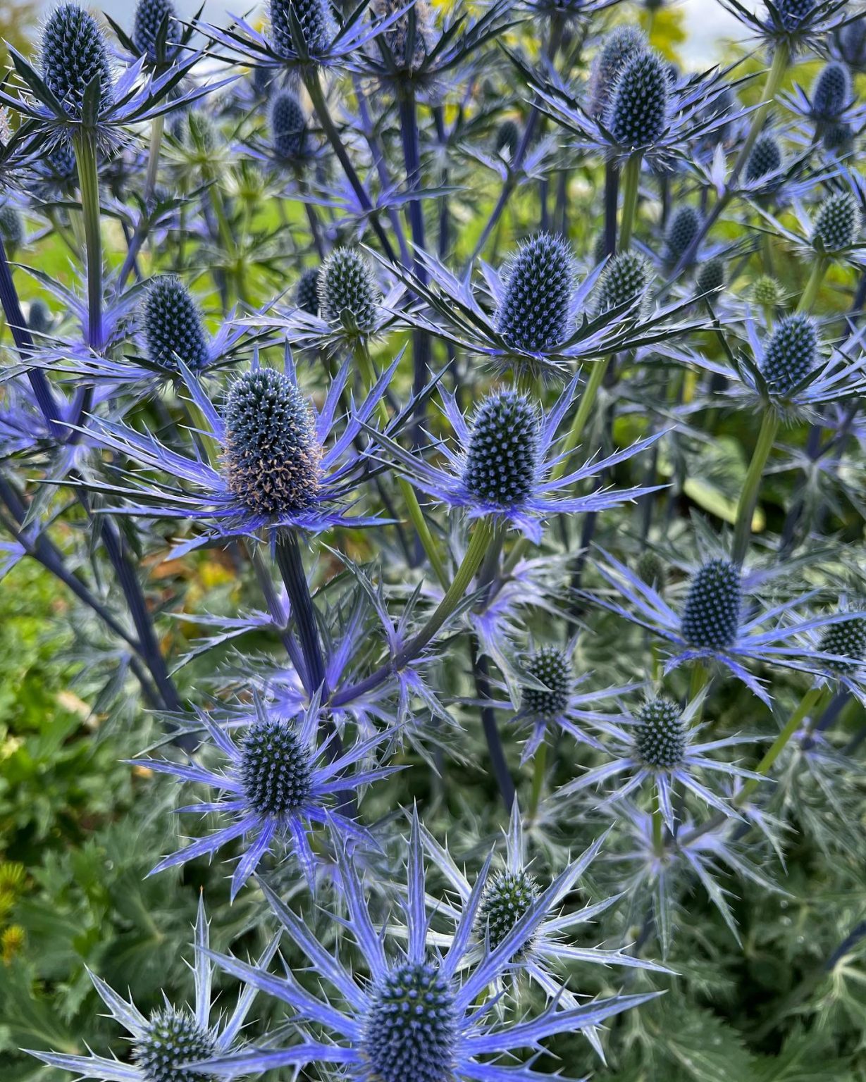 50 Must-See Plants for Creating a Lush Coastal Garden - Planted Shack
