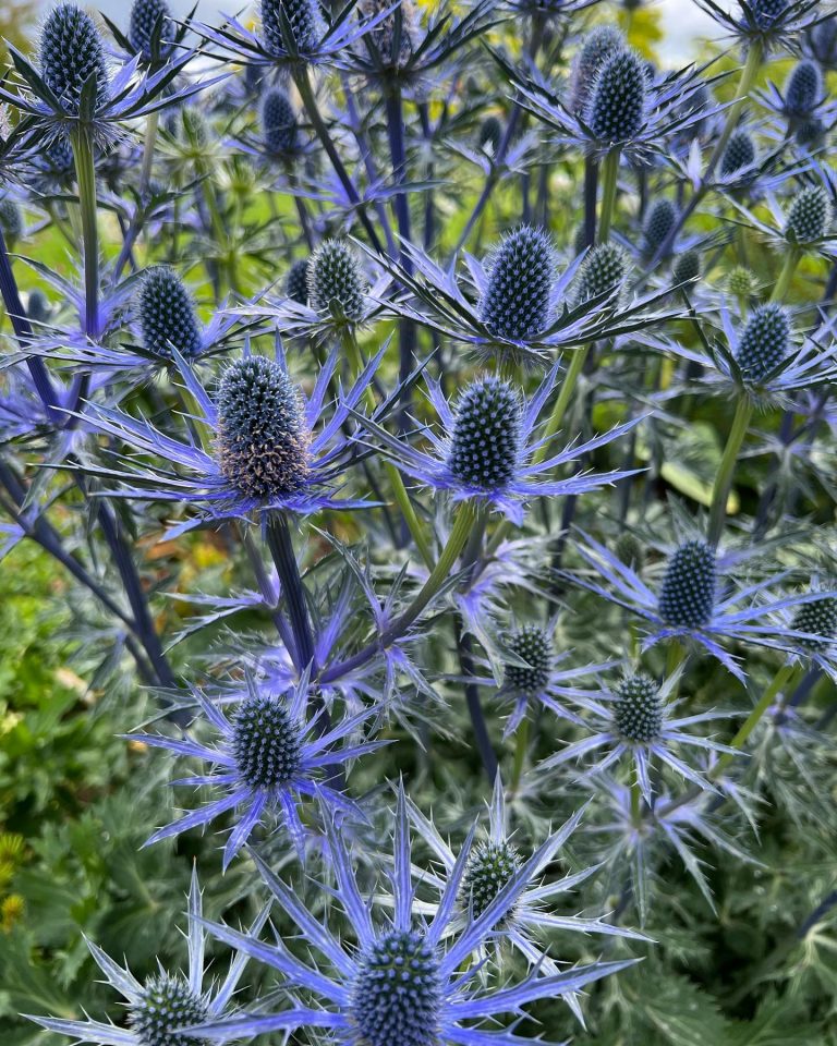 50 Must-See Plants for Creating a Lush Coastal Garden - Planted Shack
