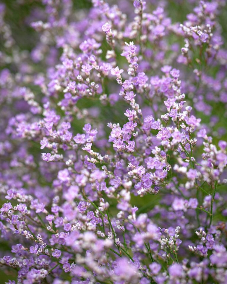 50 Must-See Plants for Creating a Lush Coastal Garden - Planted Shack