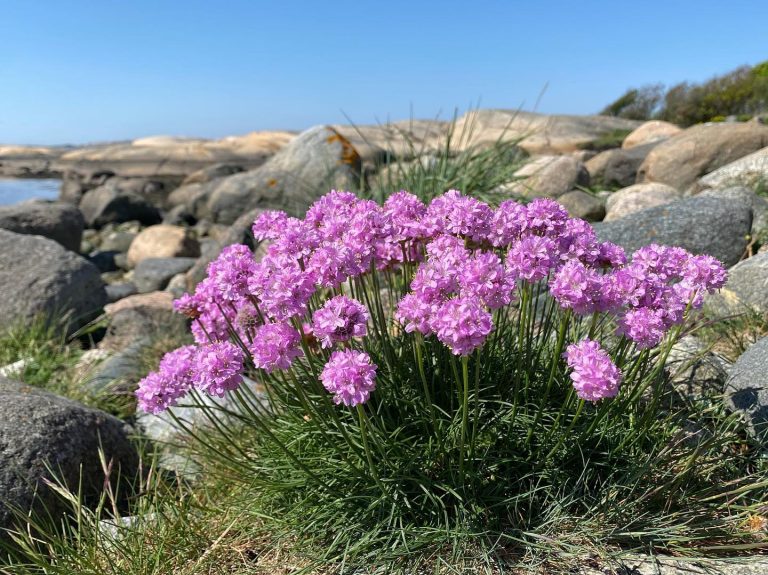 50 Must-See Plants for Creating a Lush Coastal Garden - Planted Shack