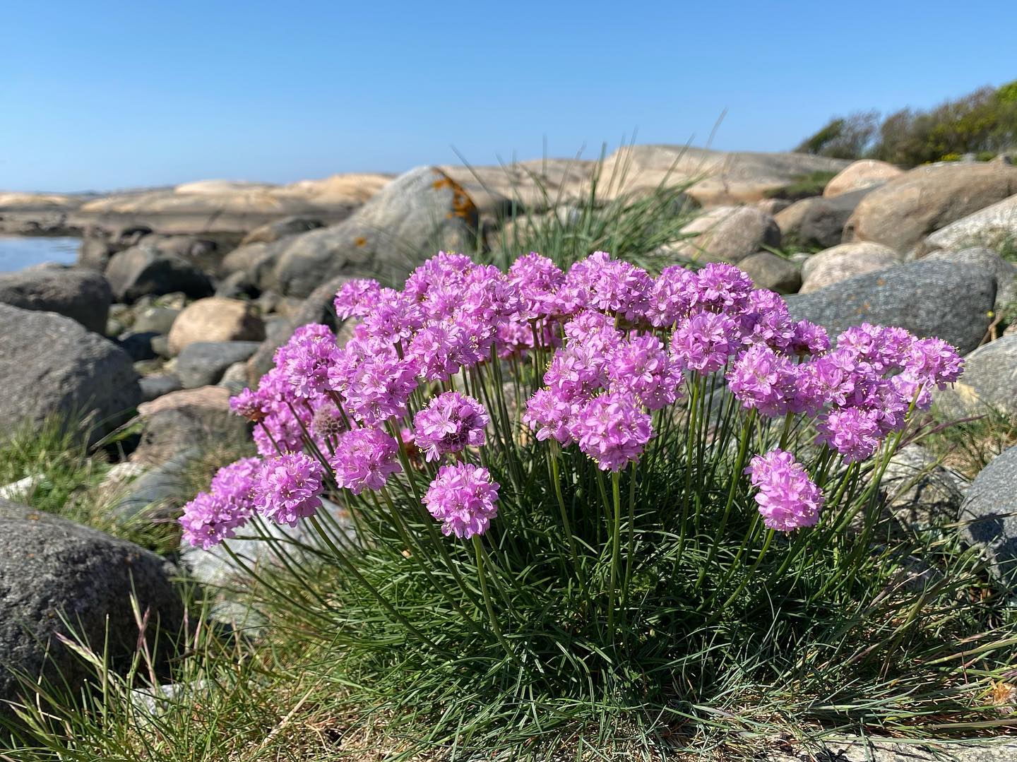 50 Must-See Plants for Creating a Lush Coastal Garden - Planted Shack