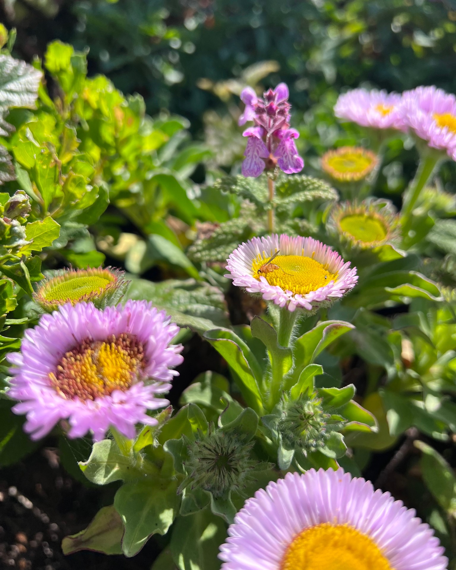 50 Must-See Plants for Creating a Lush Coastal Garden - Planted Shack