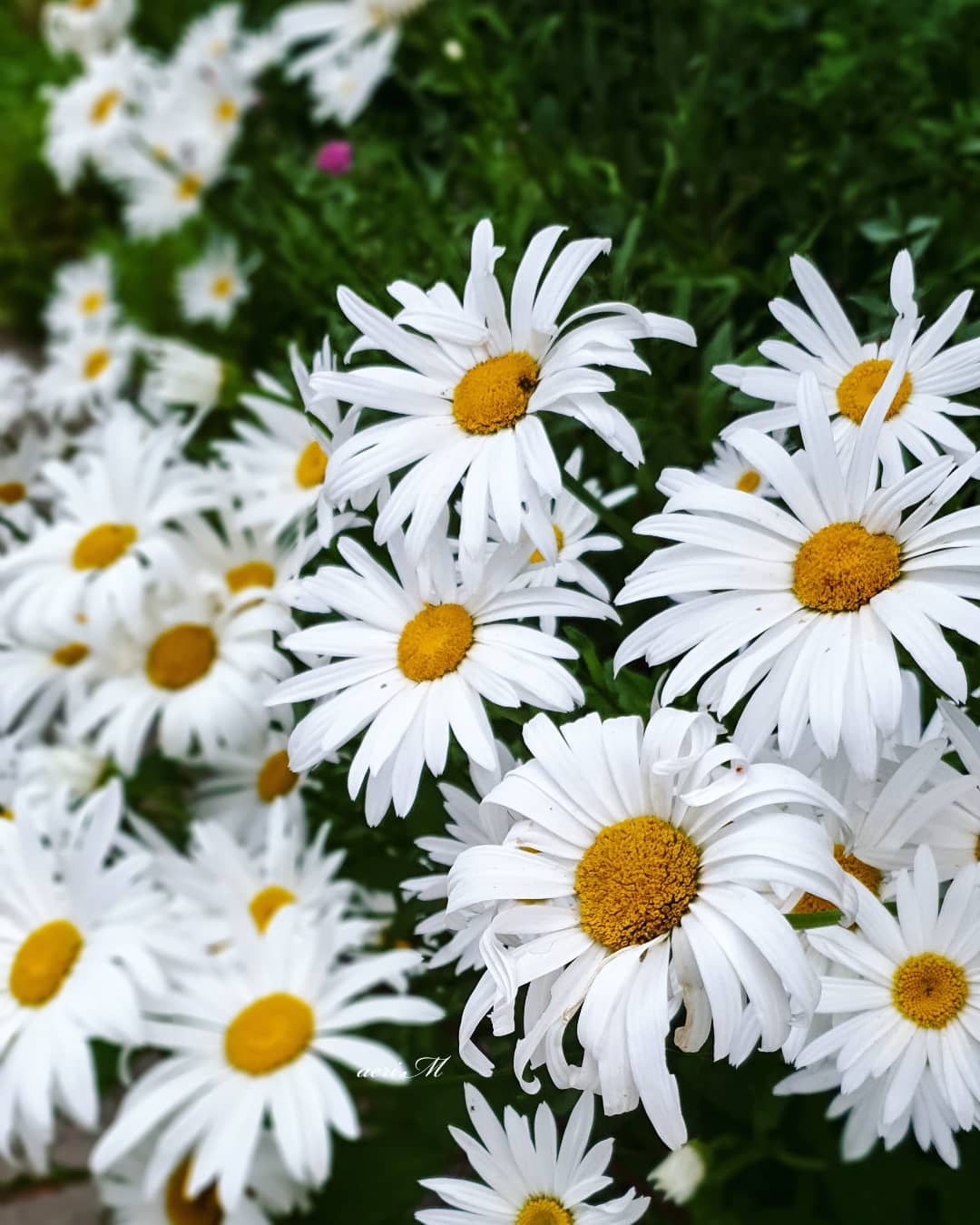 These 50 Perennials Will Make Your Cut Flowers Unforgettable - Planted ...