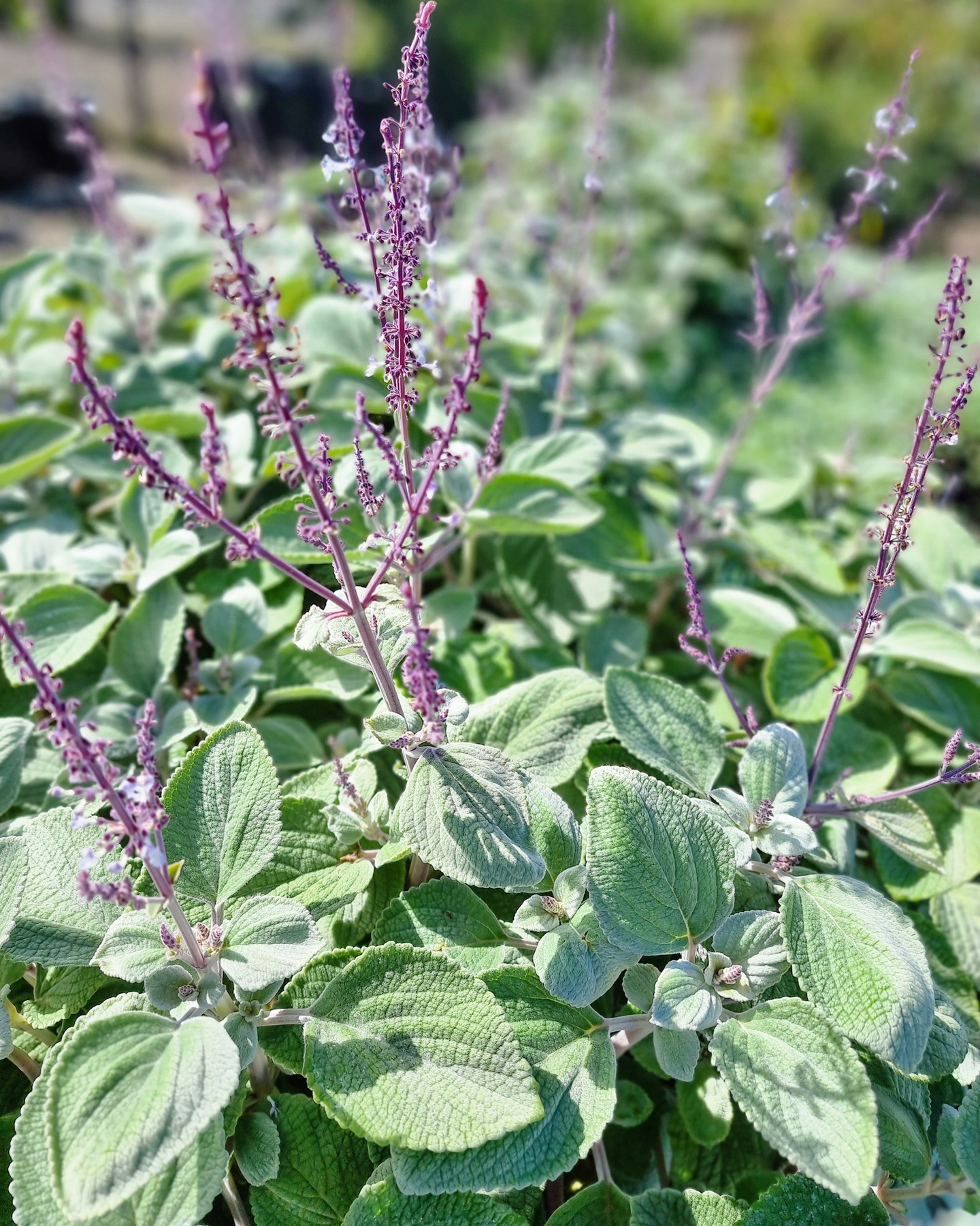 50 Must-See Plants for Creating a Lush Coastal Garden - Planted Shack