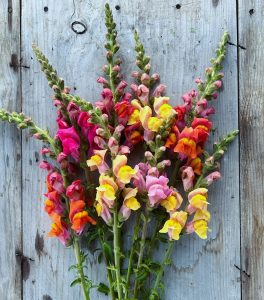 Discover the 50 Most Stunning Flowers for Container Gardens! – Planted ...