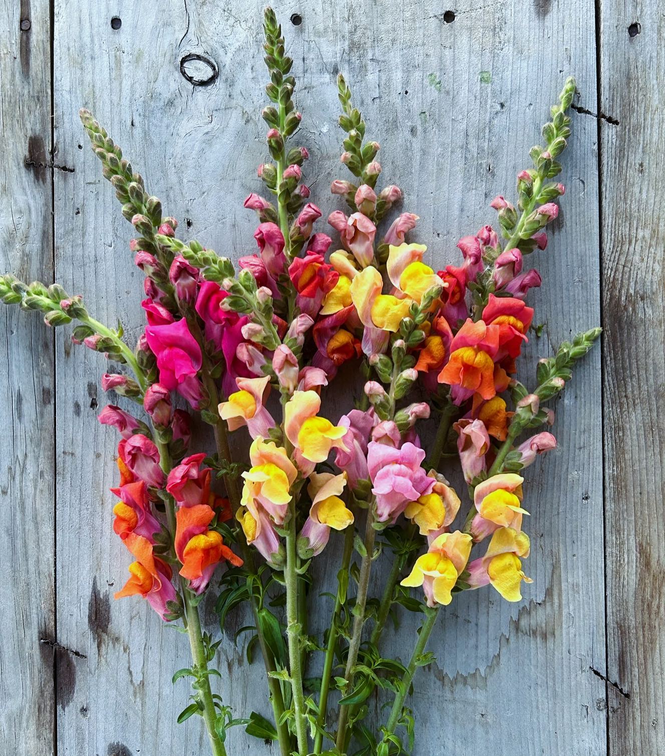 Discover the 50 Most Stunning Flowers for Container Gardens! - Planted ...