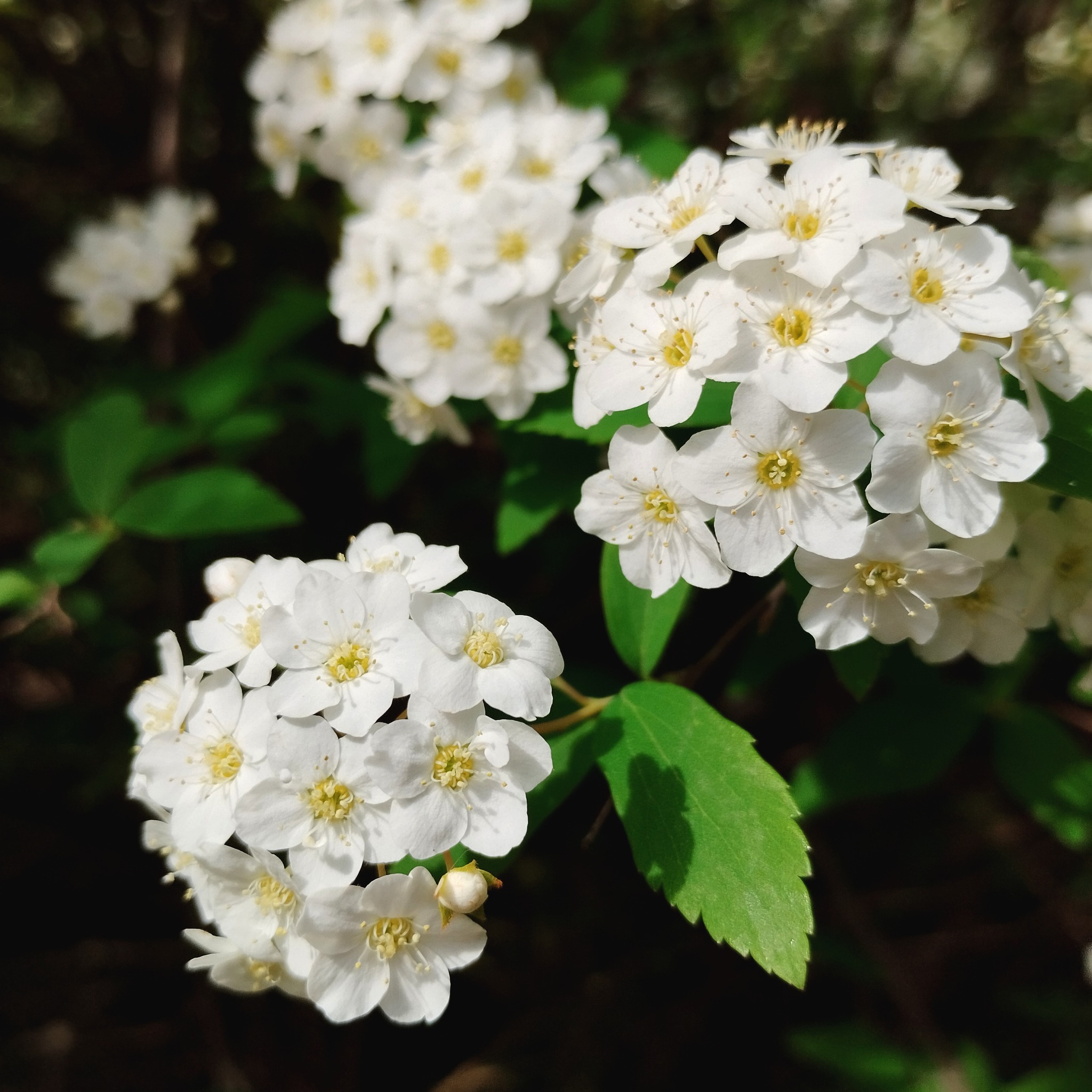 50 Bushes to Make Your Front Yard the Envy of the Neighborhood ...