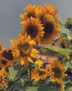 20 Pretty Flowers: A Guide to Growing and Enjoying Delightful Blooms ...