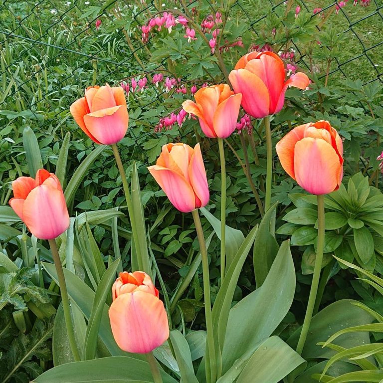 50 Stunning Tulip Varieties to Transform Your Garden - Planted Shack