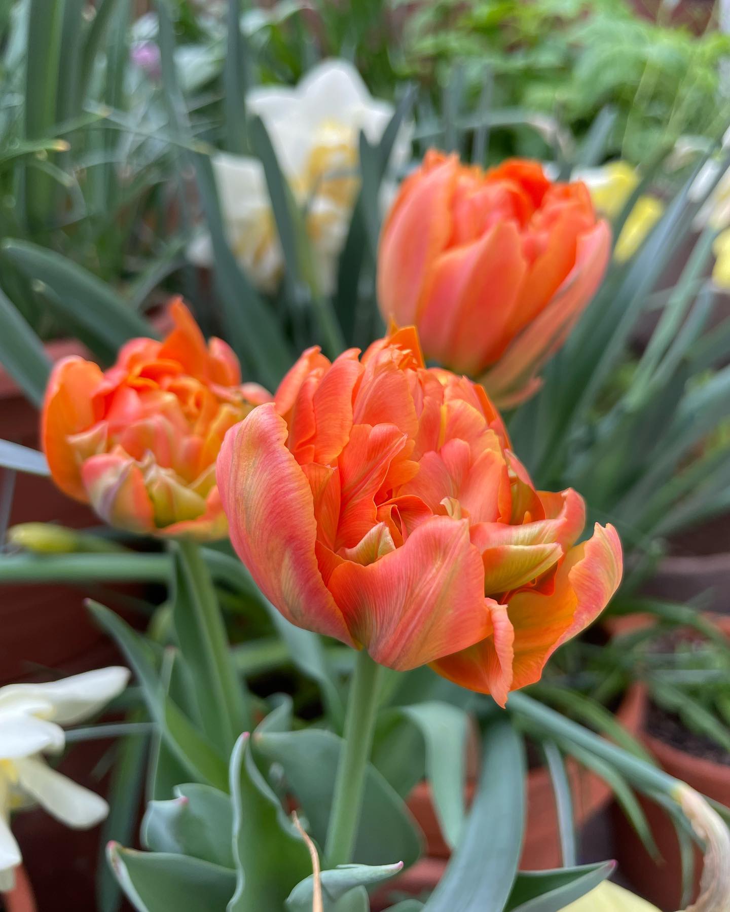 50 Stunning Tulip Varieties to Transform Your Garden - Planted Shack