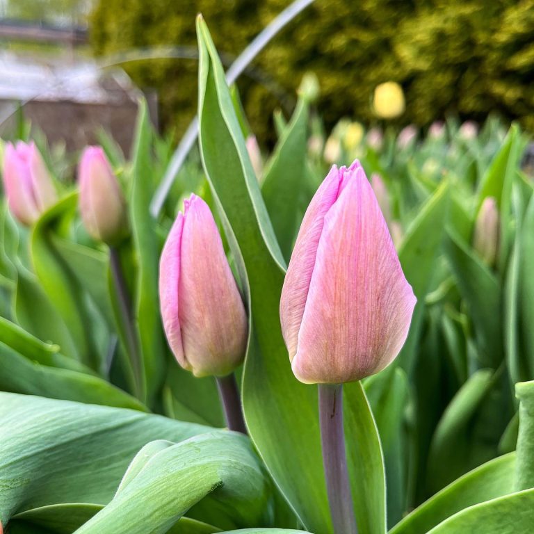 50 Stunning Tulip Varieties to Transform Your Garden - Planted Shack