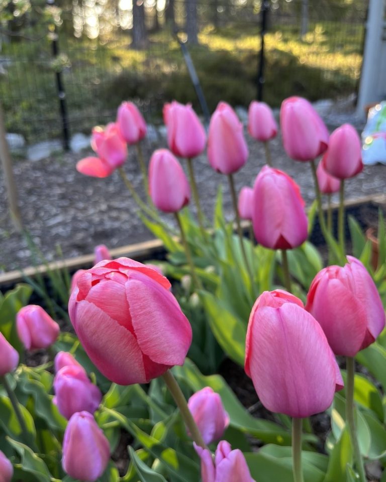 50 Stunning Tulip Varieties to Transform Your Garden - Planted Shack