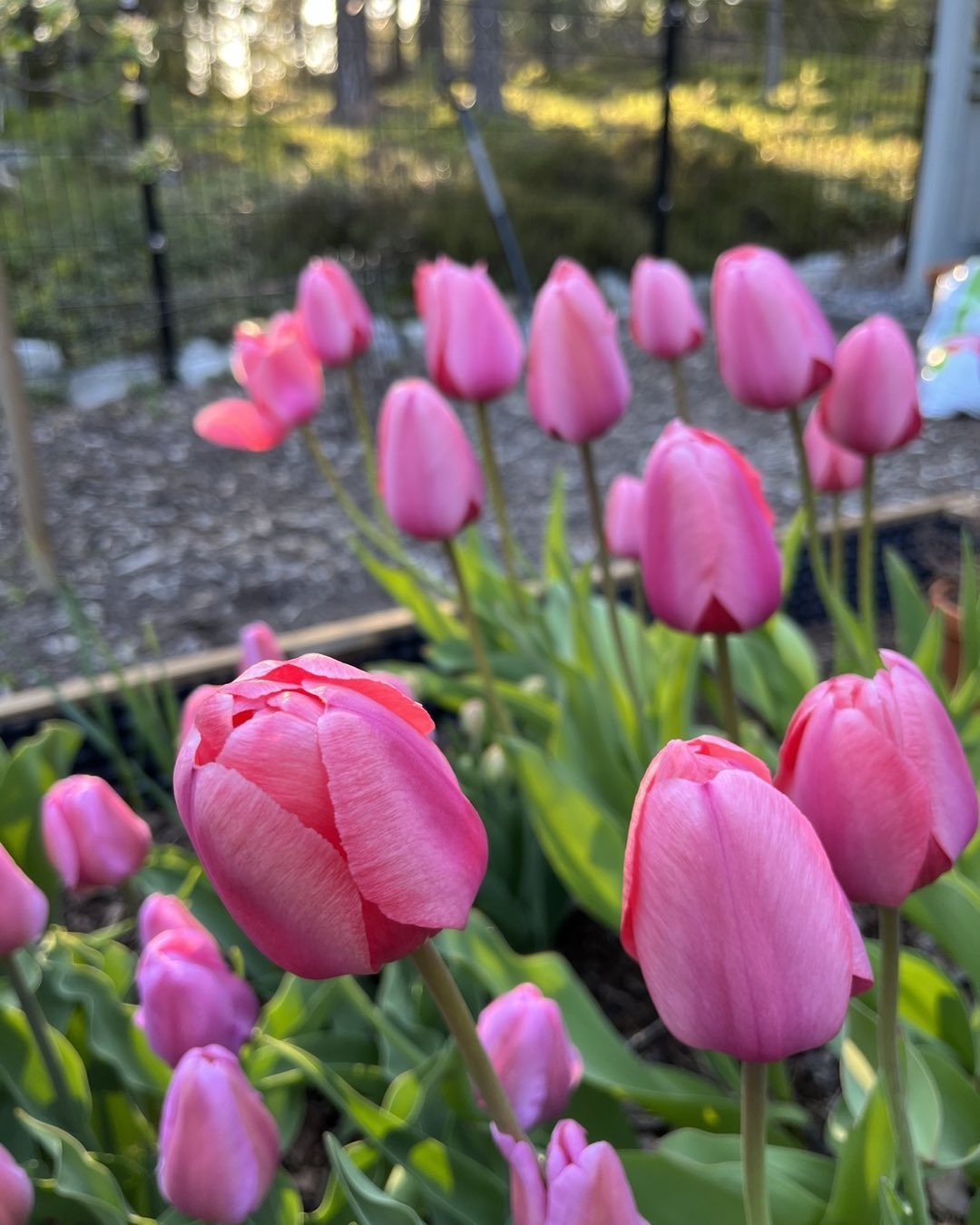 50 Stunning Tulip Varieties to Transform Your Garden - Planted Shack