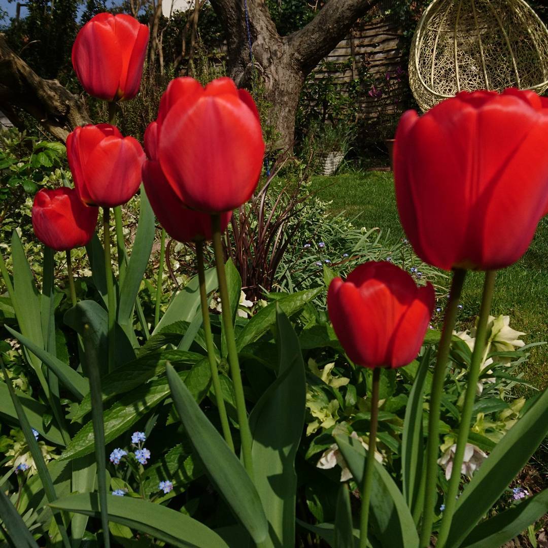50 Stunning Tulip Varieties to Transform Your Garden - Planted Shack