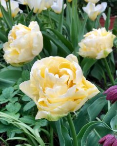 50 Stunning Tulip Varieties to Transform Your Garden - Planted Shack