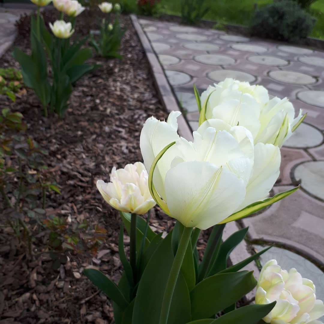 50 Stunning Tulip Varieties to Transform Your Garden - Planted Shack