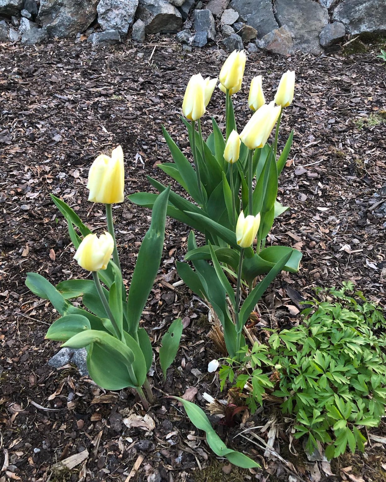 50 Stunning Tulip Varieties to Transform Your Garden - Planted Shack