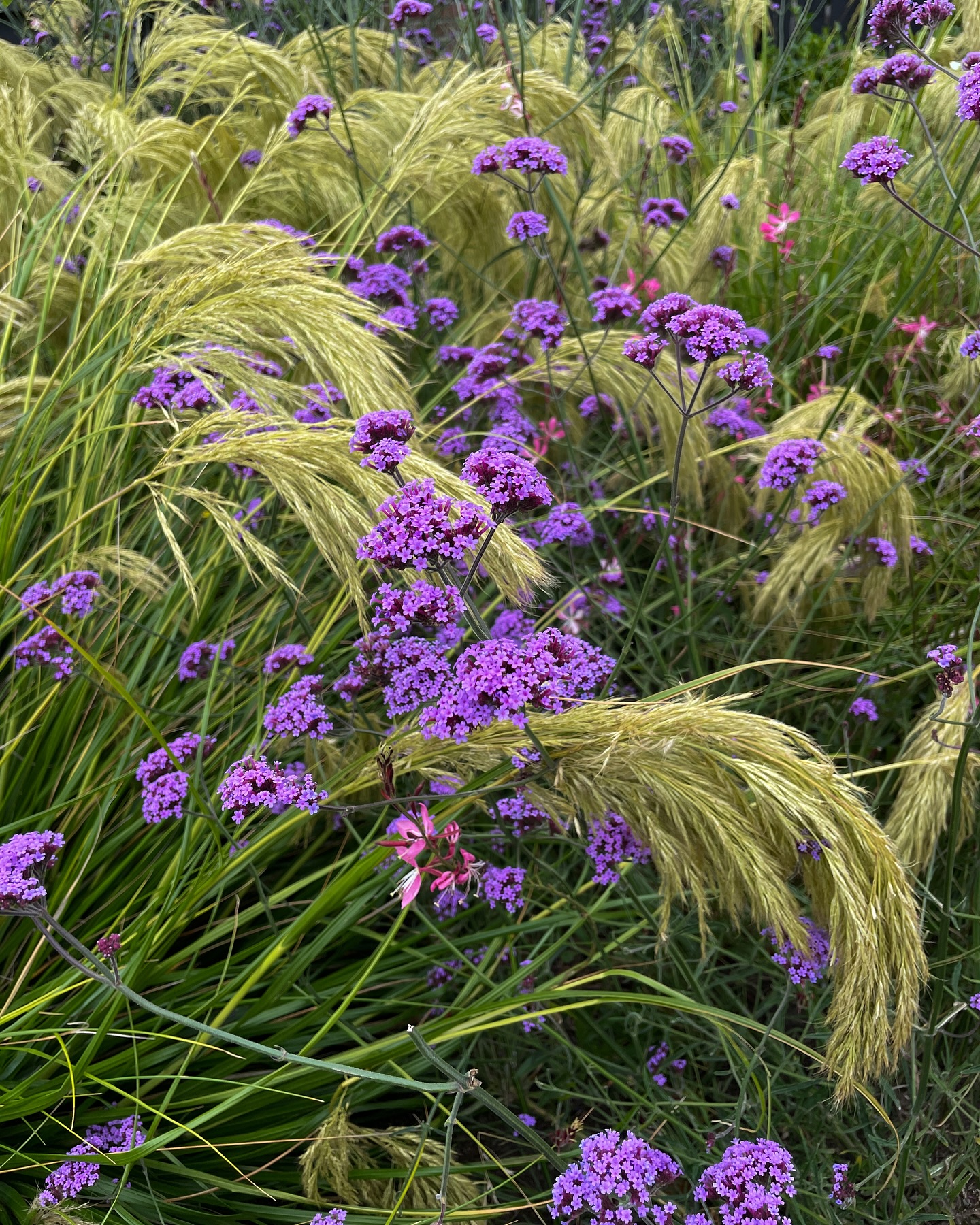50 Beautiful Potted Flowers to Brighten Your Patio Space! - Planted Shack