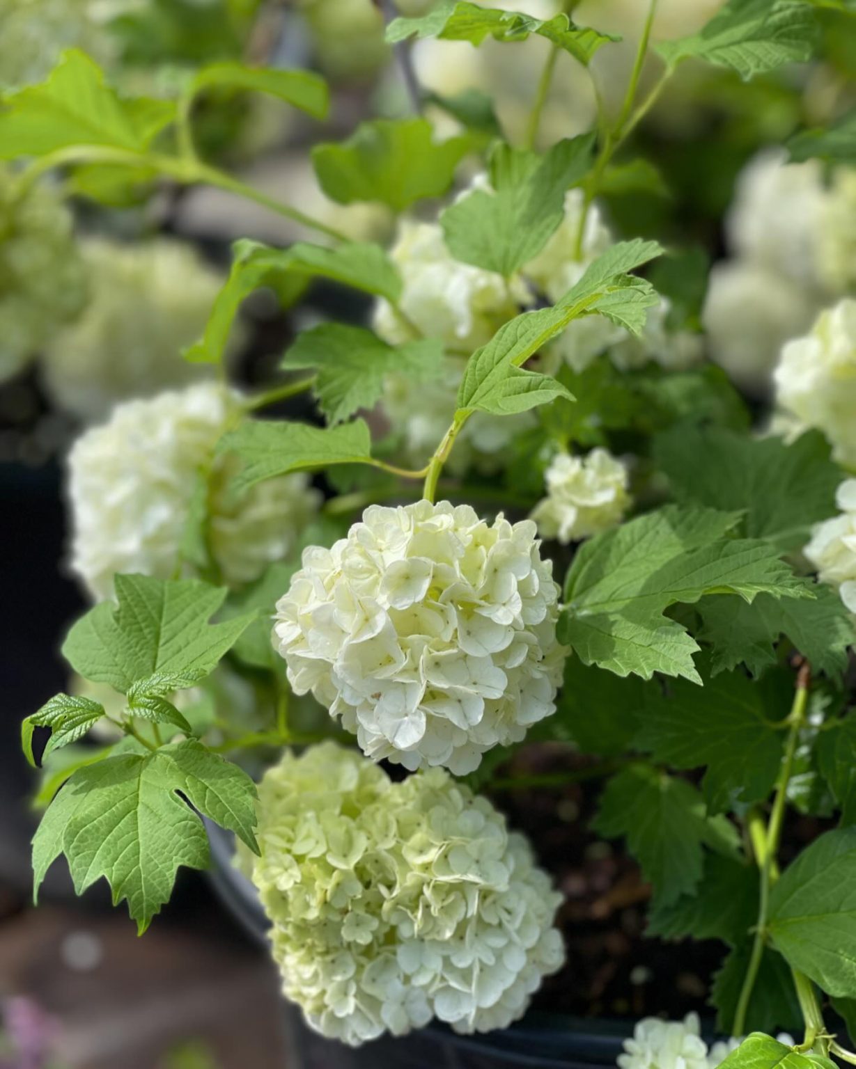 50 Bushes to Make Your Front Yard the Envy of the Neighborhood ...