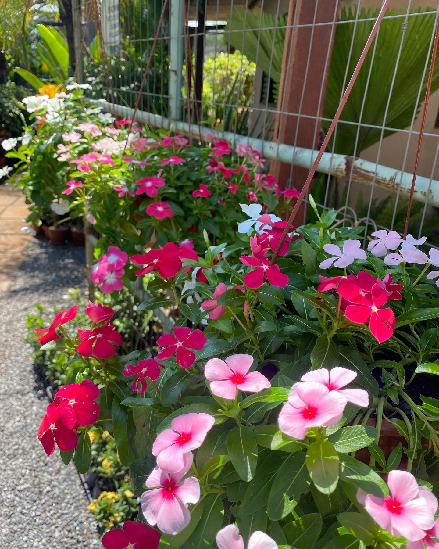 Discover the 50 Most Stunning Flowers for Container Gardens! - Planted ...