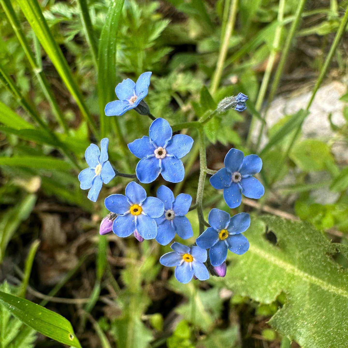 50 Best Plants for Wet Areas - Planted Shack